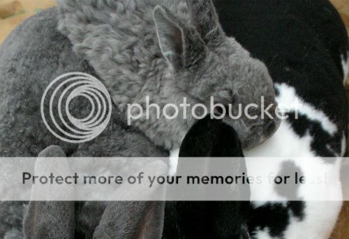 Astrex Project Update | Rabbit Talk - Meat Rabbit & Farming Forum