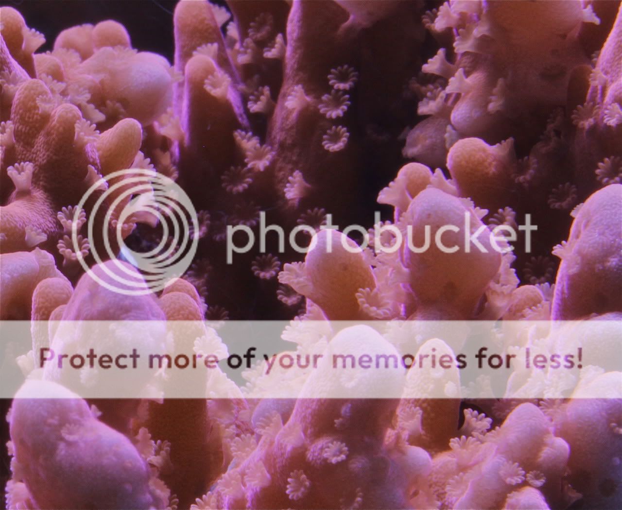 Tyree Montipora Setosa | REEF2REEF Saltwater and Reef Aquarium Forum