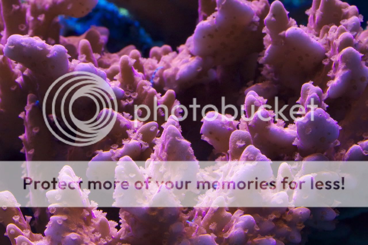 Tyree Montipora Setosa | REEF2REEF Saltwater and Reef Aquarium Forum