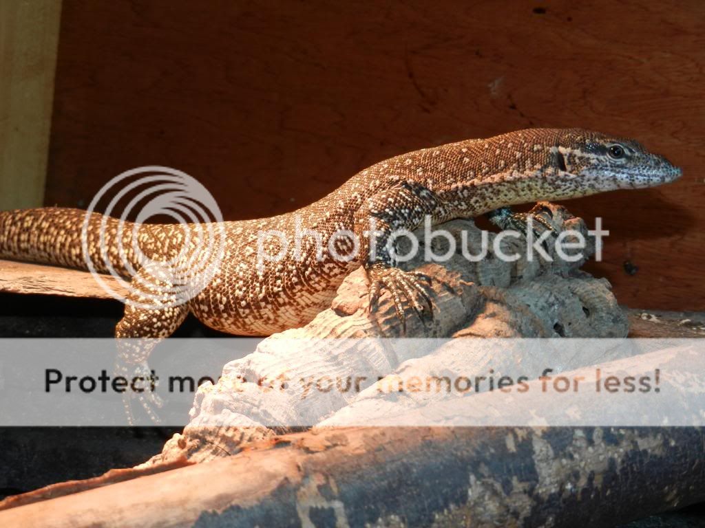 SE England - Peacock monitor trio for sale (V.Auffenbergi) | Reptile Forums