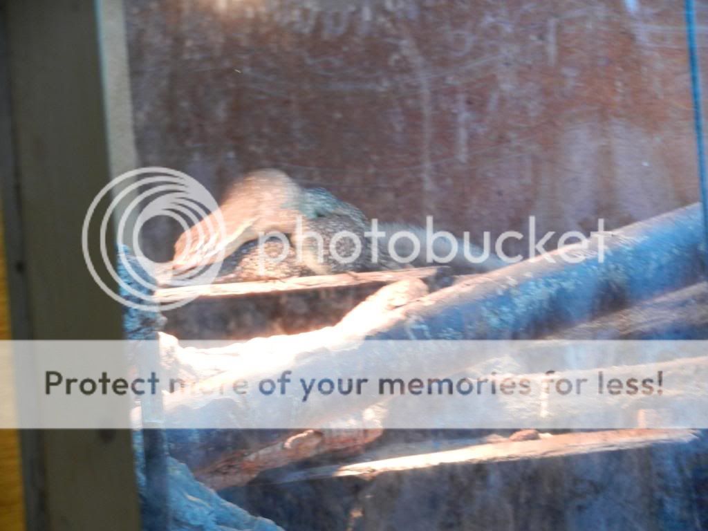 SE England - Peacock monitor trio for sale (V.Auffenbergi) | Reptile Forums